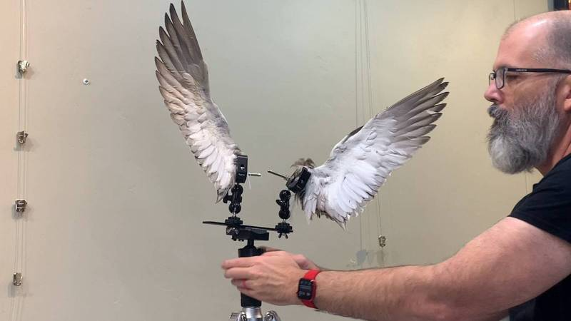 A Long Sought After Solution to Hold Wings and Things