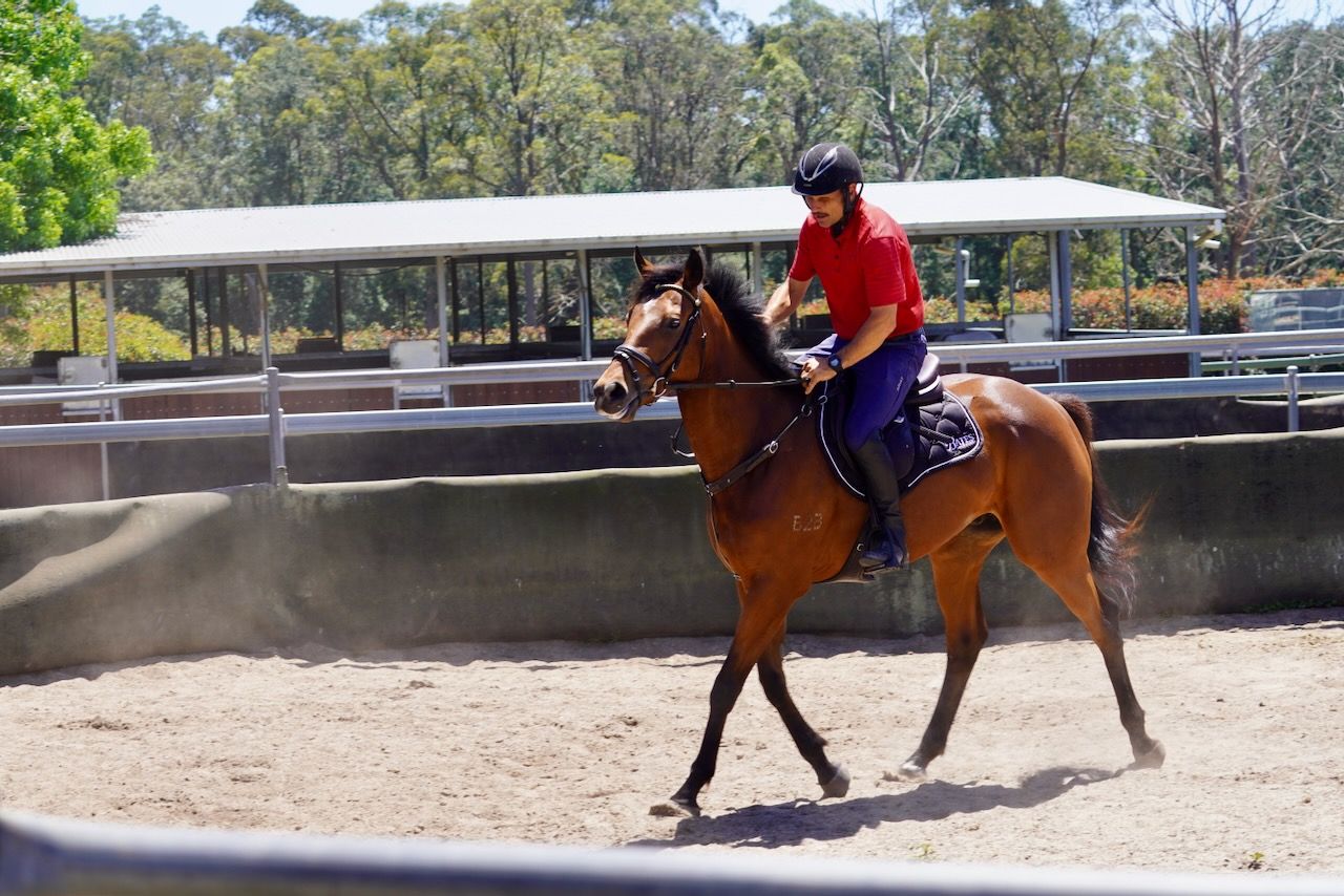 Selecting An OTTB – Focus on Prospects for Jumping & Eventing