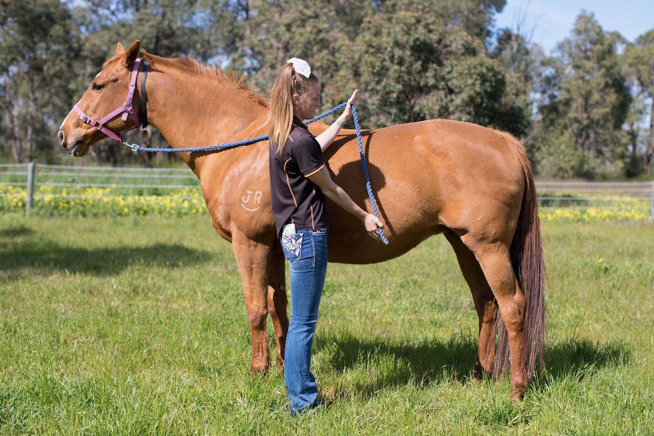 Horse Foundation Course