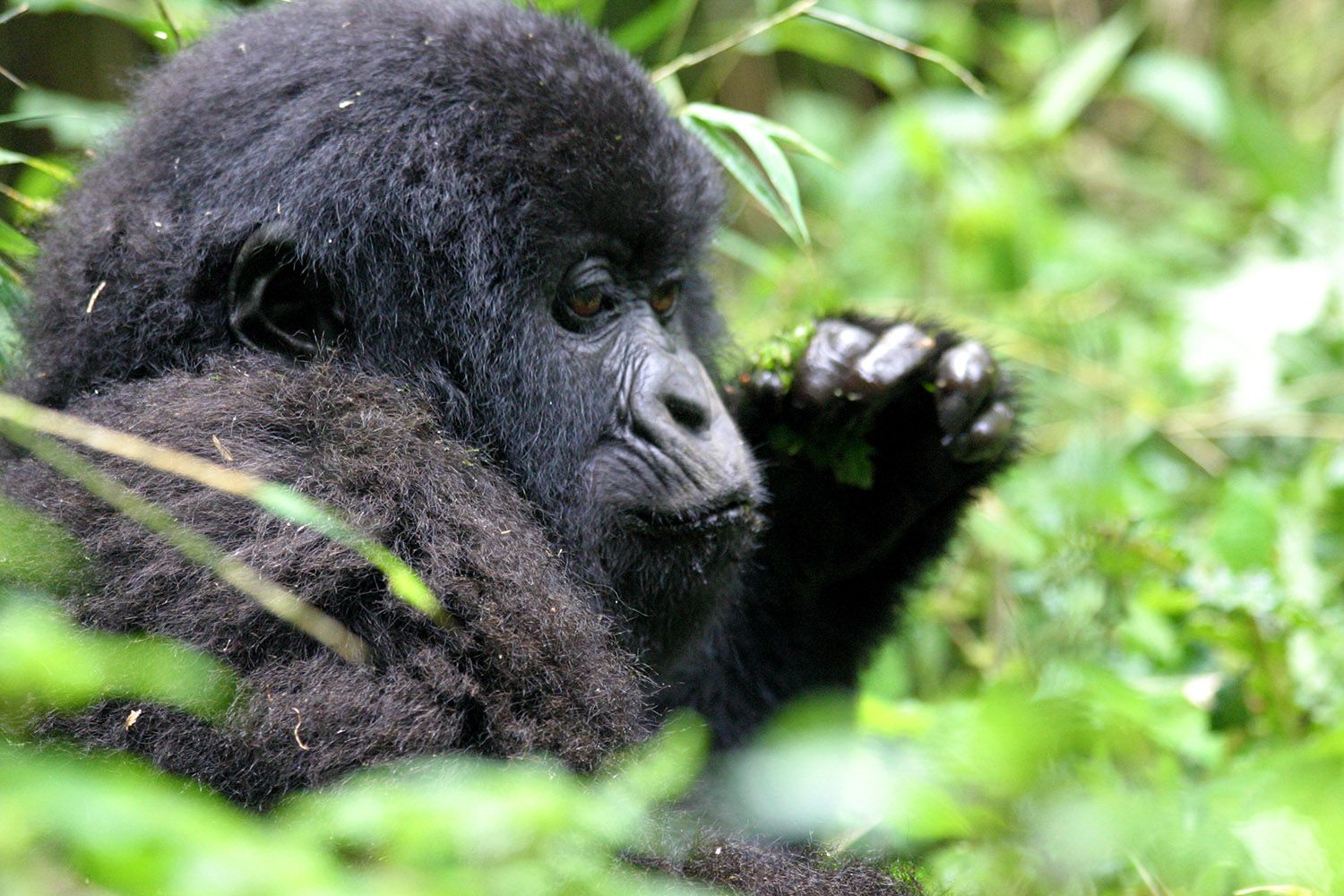 Global Custom Internship (Rwanda)