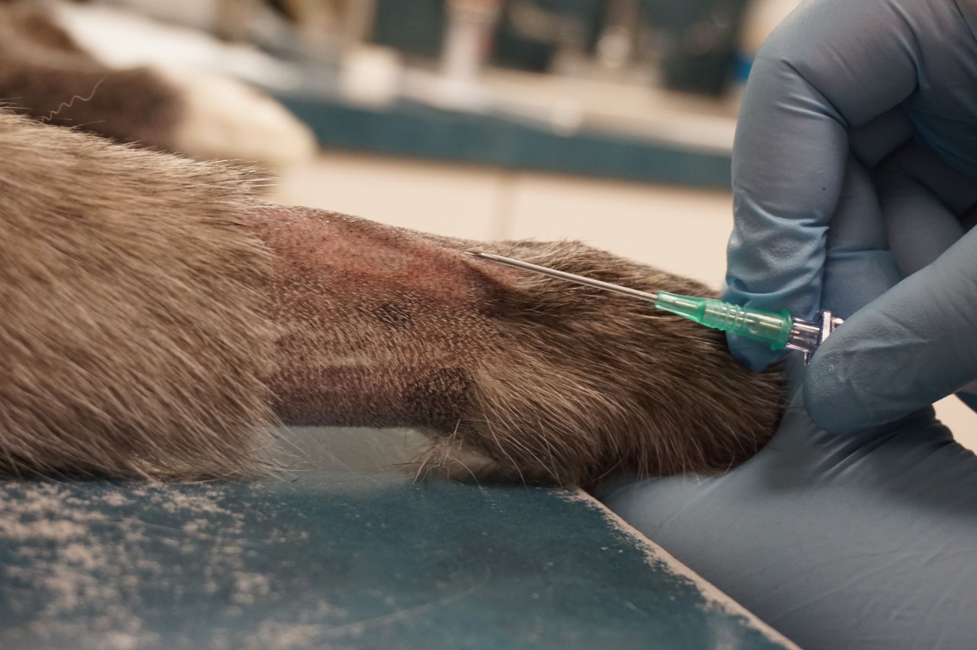 Peripheral IV Catheter Placement