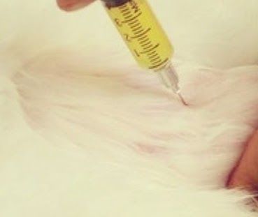 Cystocentesis: How to Perform