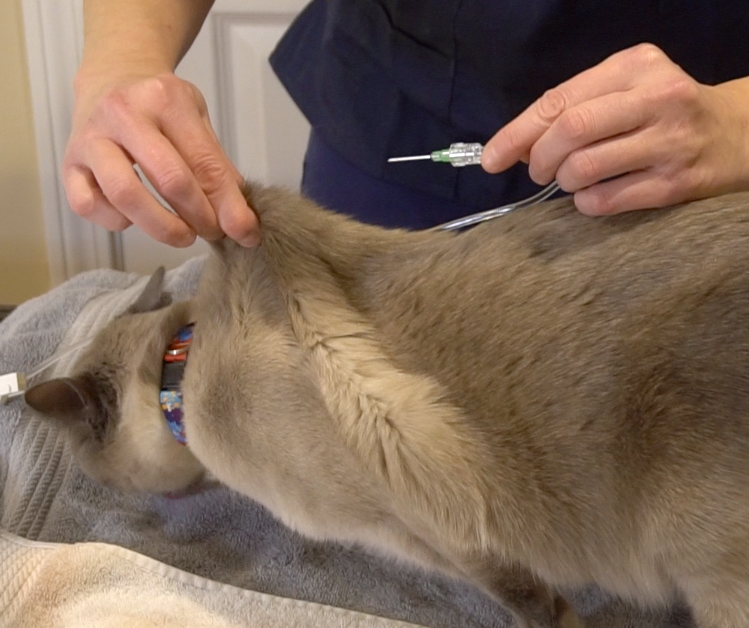 How to Administer SQ Fluids