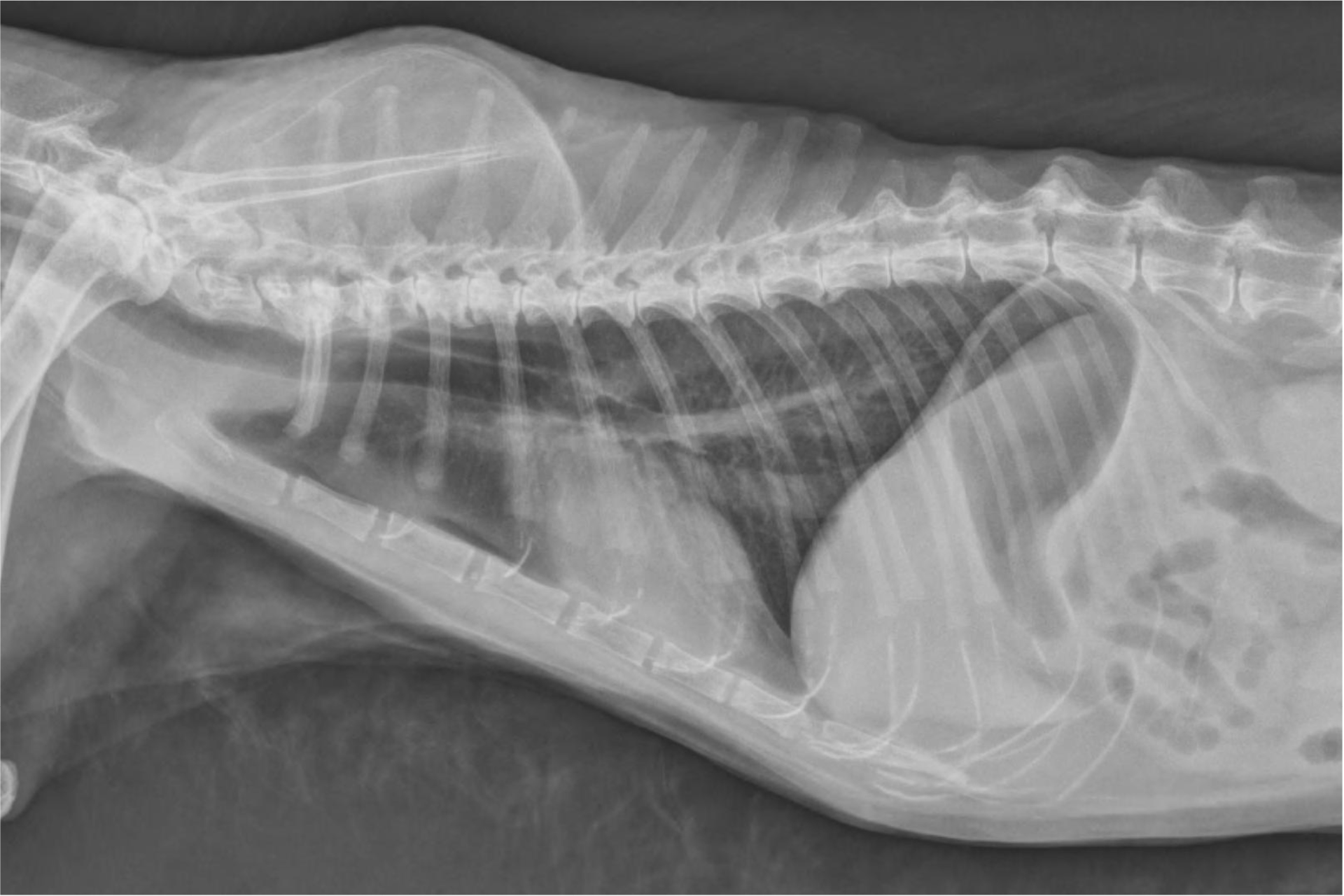 What the Hell is That? Normal Thoracic Radiograph
