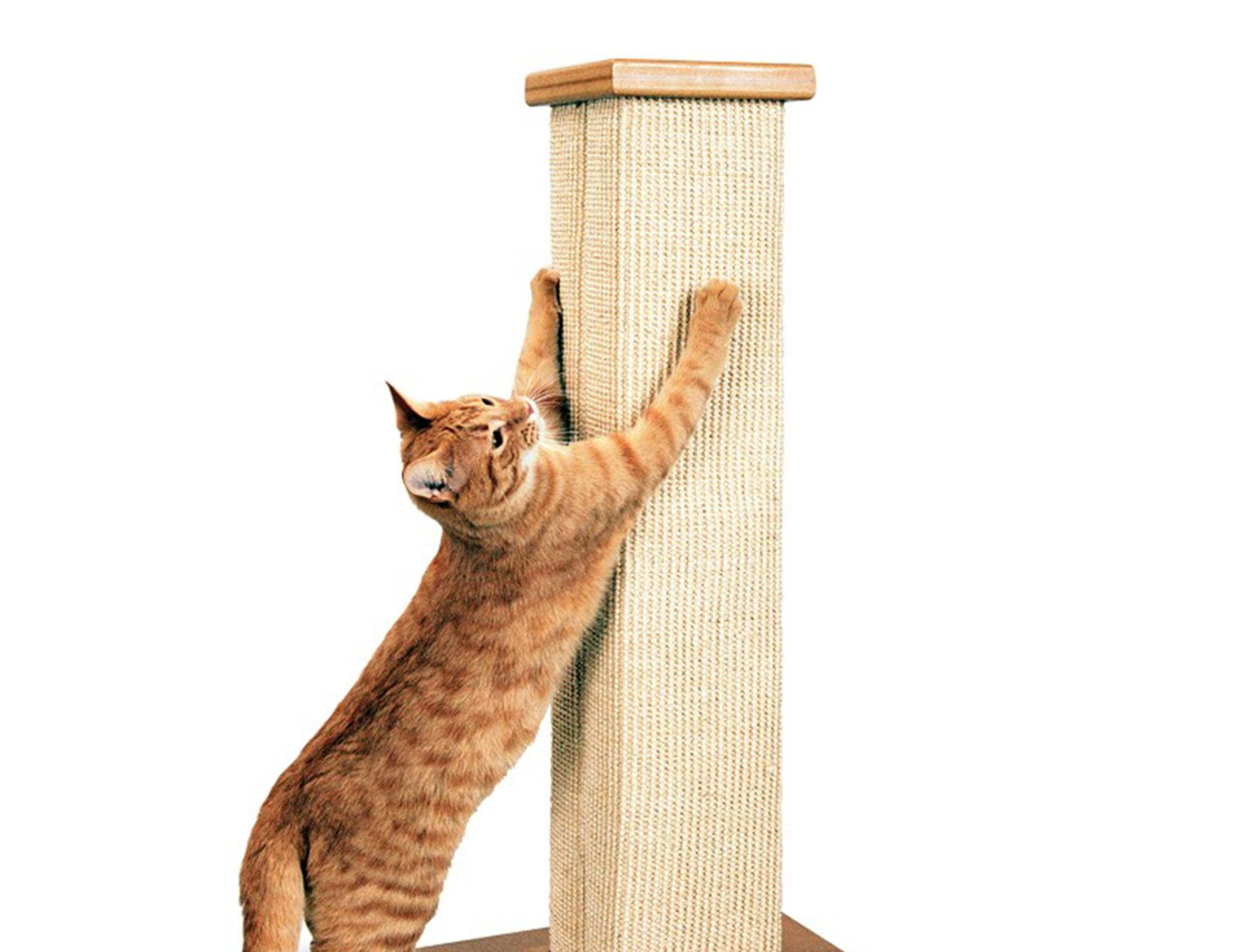Scratch that: A Pawsitive Approach to Prevent Destructive Scratching ...