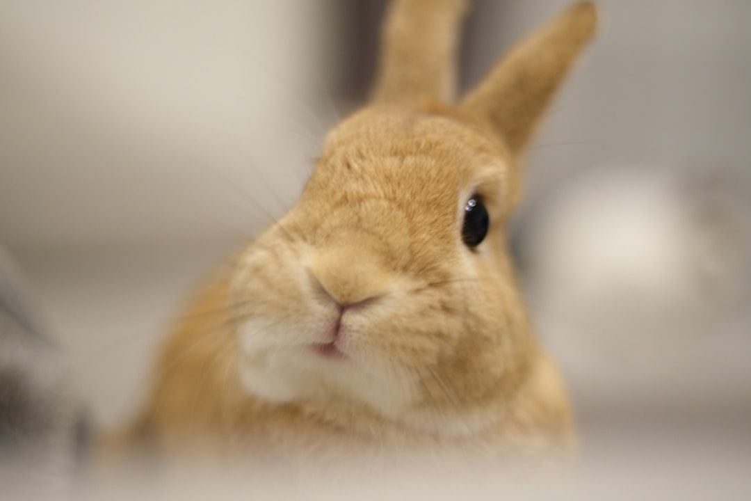 No Bunny Panic: The Basics of Rabbit Anesthesia and Analgesia (RACE 1.0 ...