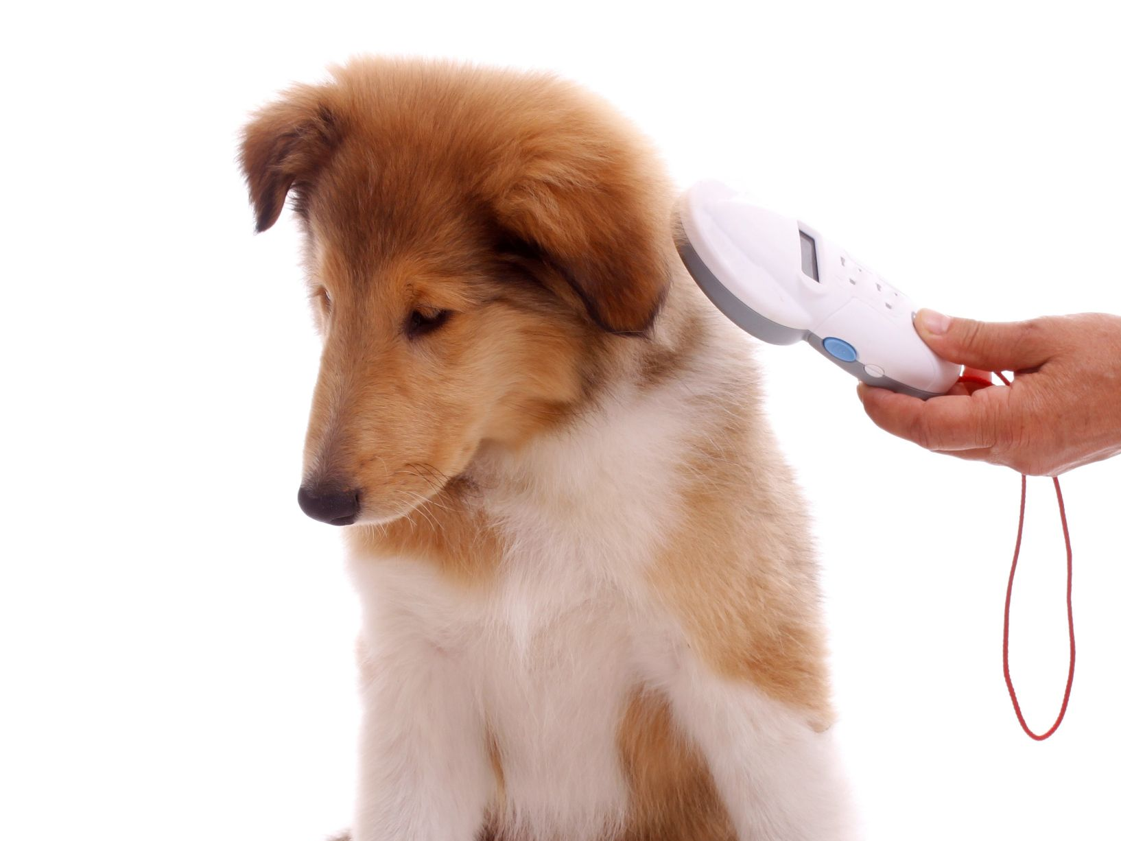 How to Implant a Microchip