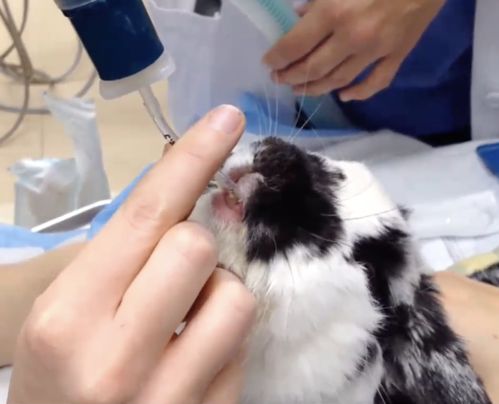 Blind Intubation in Rabbits