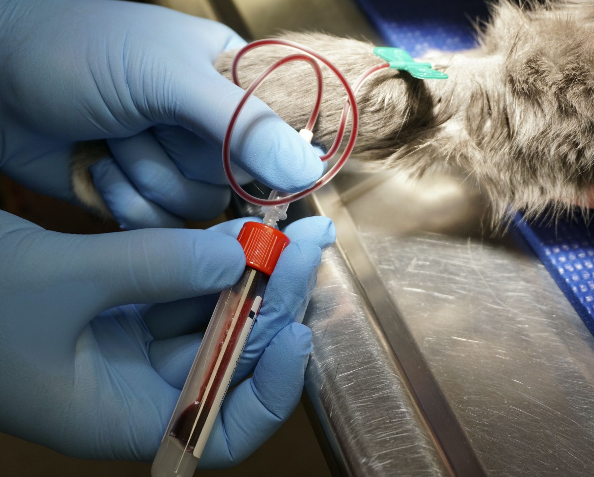 How to Perform Vacutainer Blood Draws