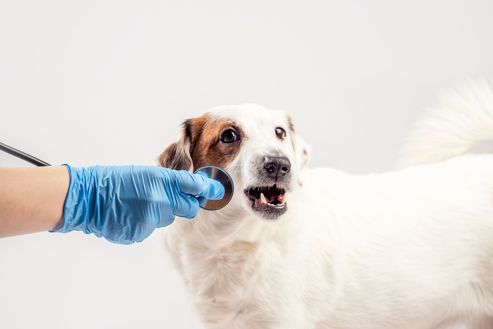 Understanding Canine Behavior in a Veterinary Hospital