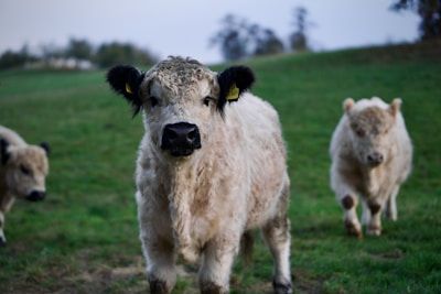 Blood Draw & Catheter Placement in Livestock