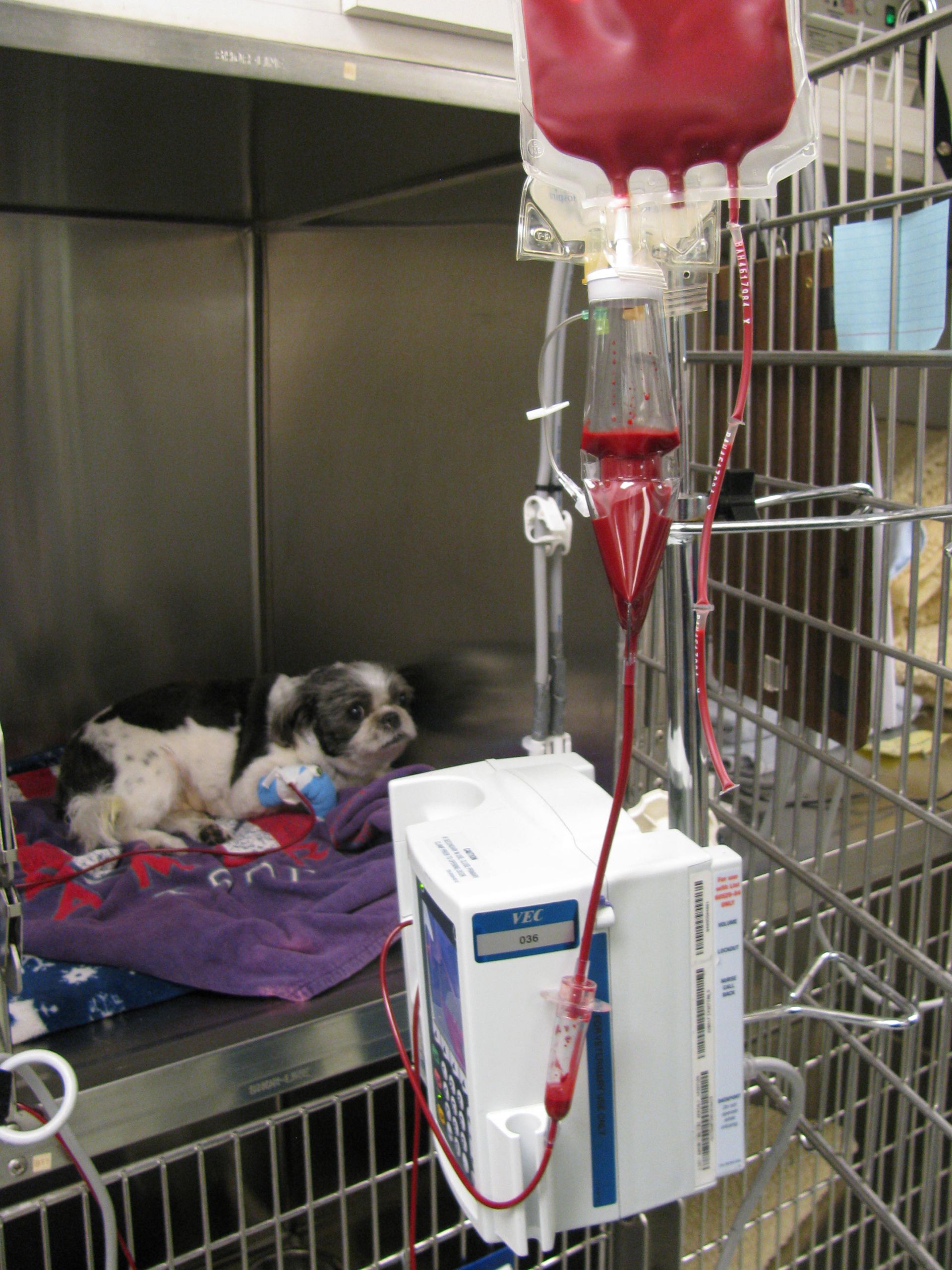 Blood Typing for Dogs & Cats