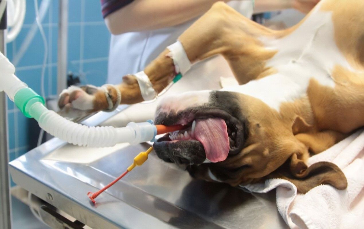 Canine Anesthetic Case Presentations: What Would You Do? (RACE 1.0 CEU)