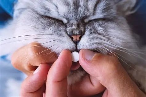 Administering Oral Meds to Cats
