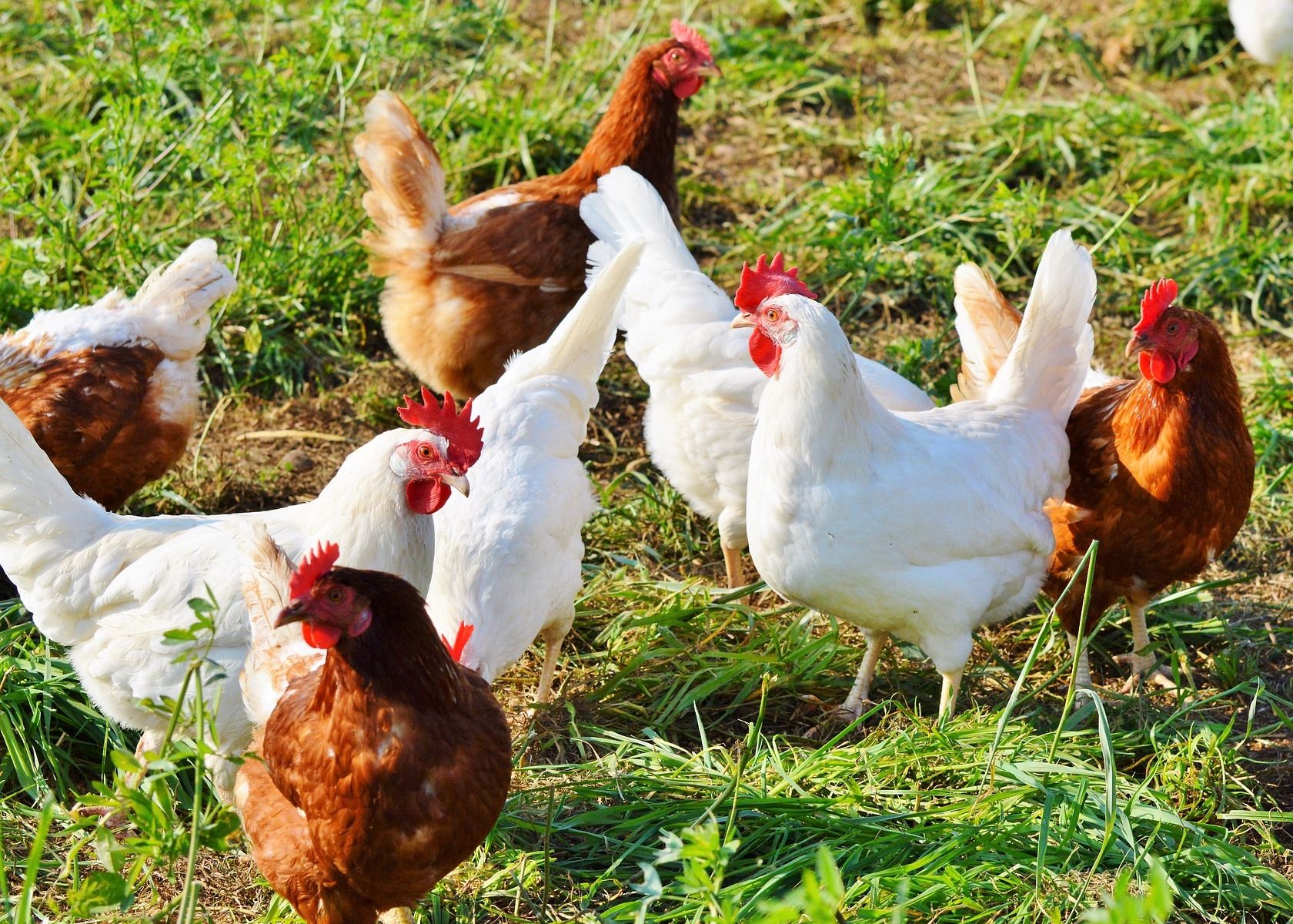 Backyard Chickens (RACE 1.0 CEU)