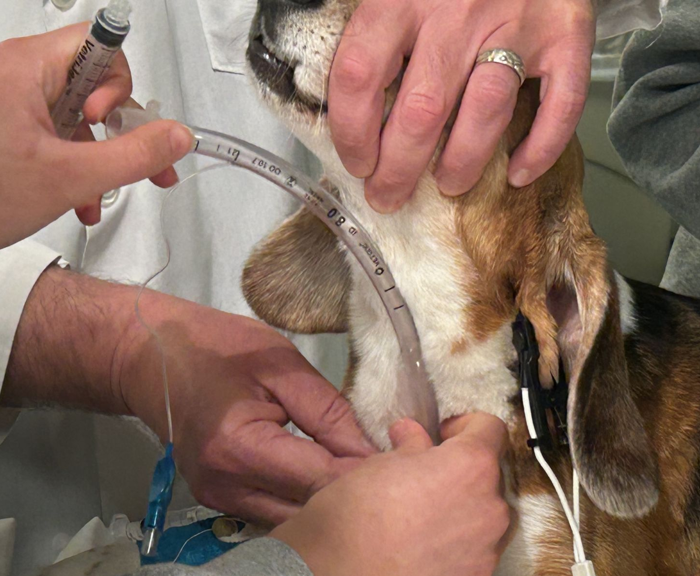 How to Perform Endotracheal Intubation in Dog & Cat (ET Tube)
