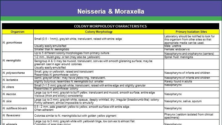 MLT/MLS Crib Sheet Set