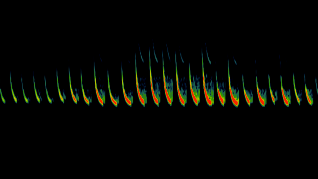 Kaleidoscope Lite for Bat Analysis