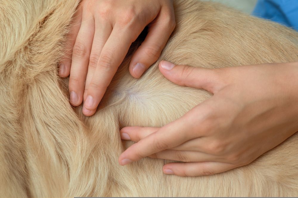 Assessing Dogs in your Care