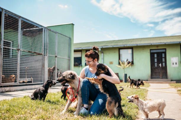 About 50 Ways to Help Homeless Animals