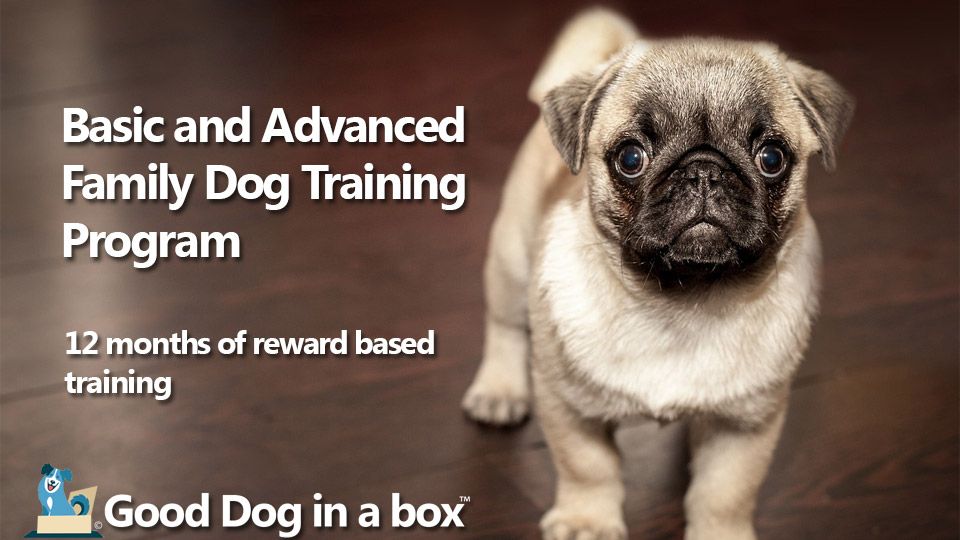 Basic and Advanced Reward Based Dog Training Program For Kids