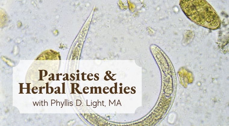 Parasites & Herbal Remedies