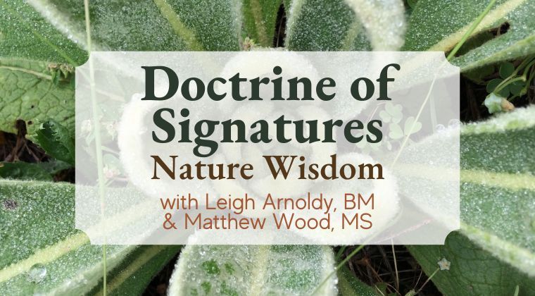 Doctrine of Signatures - Learn Medicinal Plant Signatures