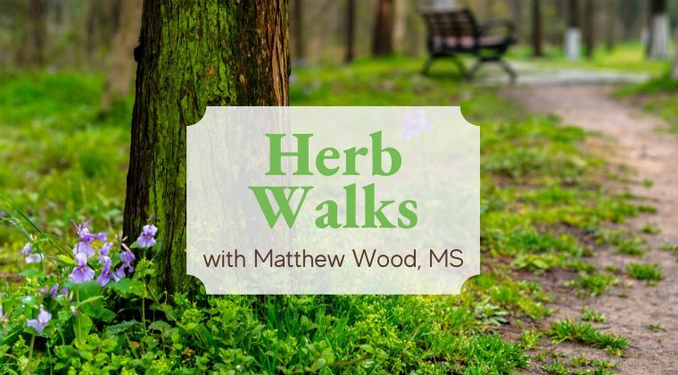 Online Herb Walks with Matthew Wood