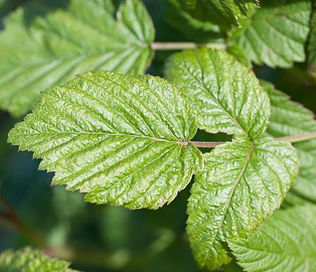 Raspberry Leaf for Pregnant Dogs
