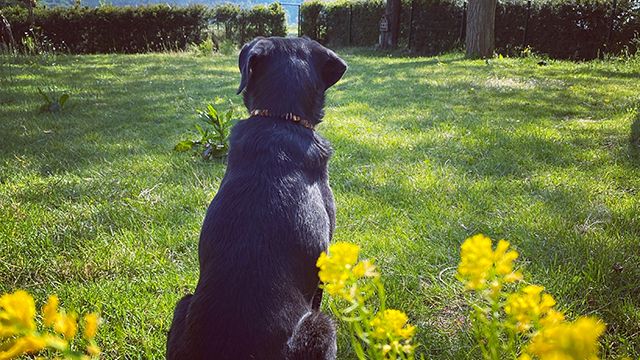 Free mini course: An Herbal Dog Walk