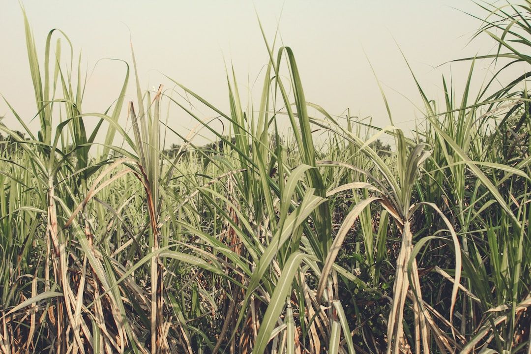 420: Sustainable Practices in Rum Production and Environmental Stewardship