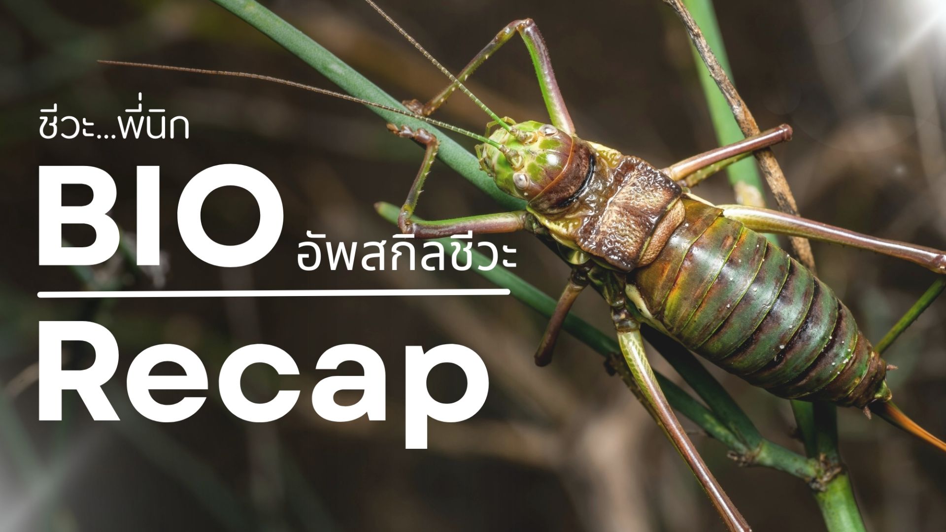 BIO A-level Recap