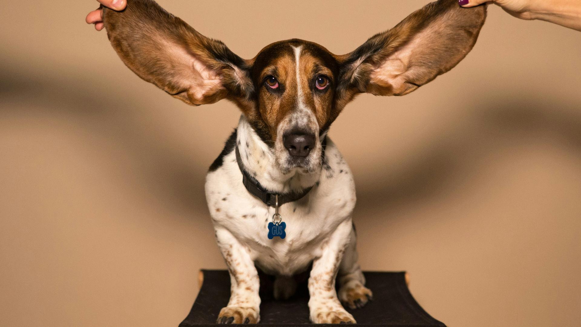 Language Lab: Active Listening