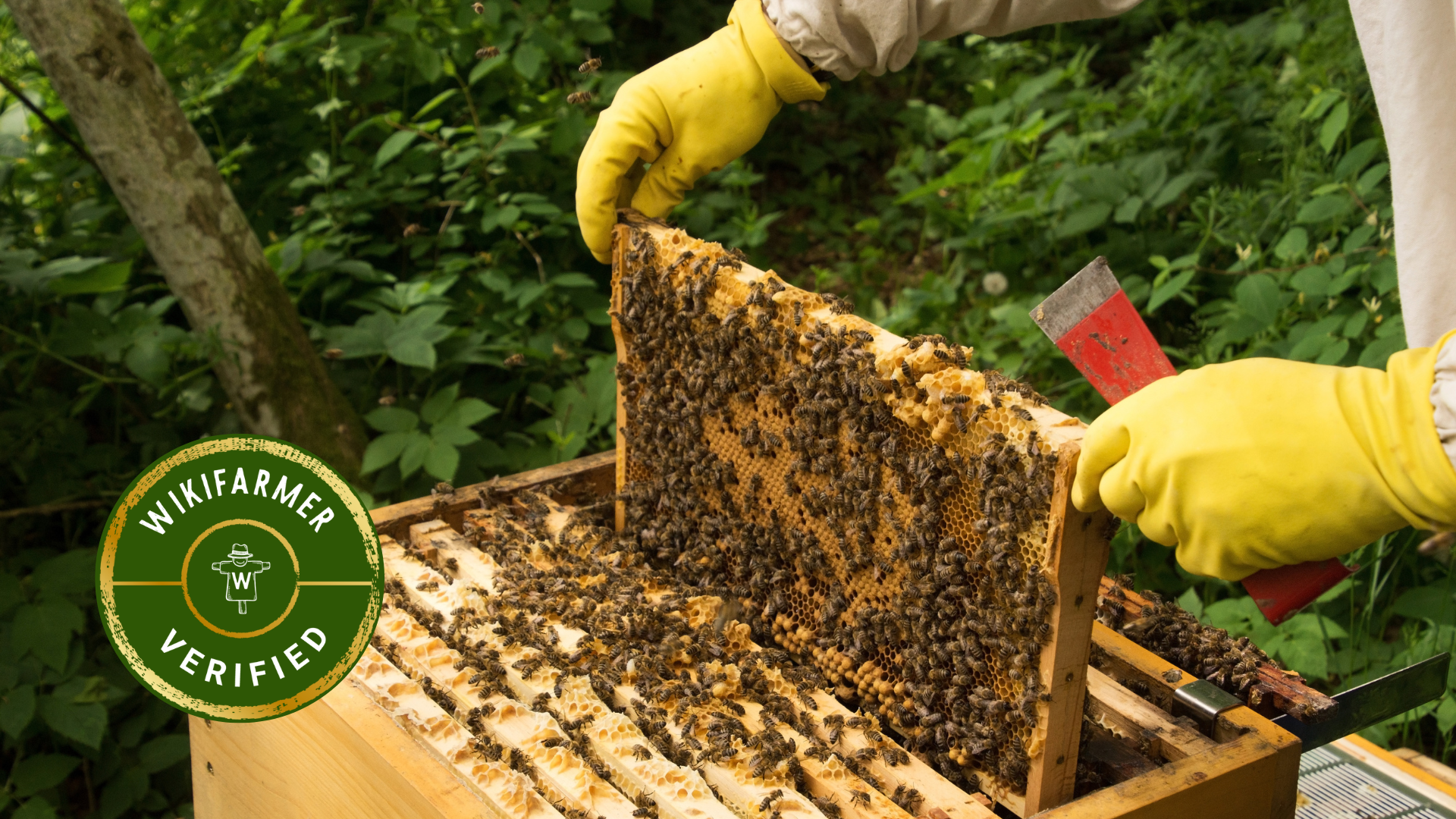 Beekeeping course - Online Agriculture Courses