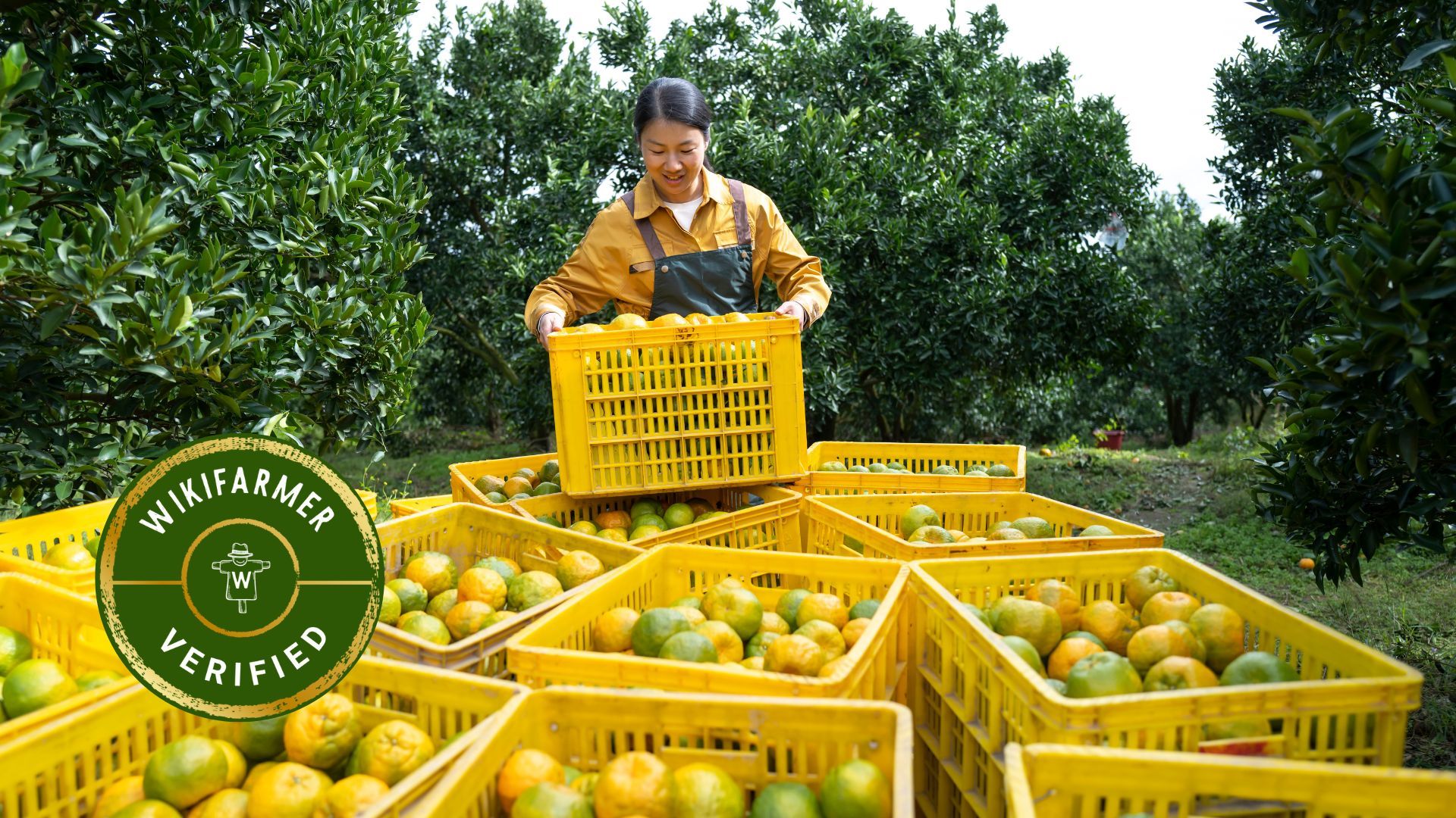 Premium edition: The Agribusiness Playbook: Marketing, Branding, and ...