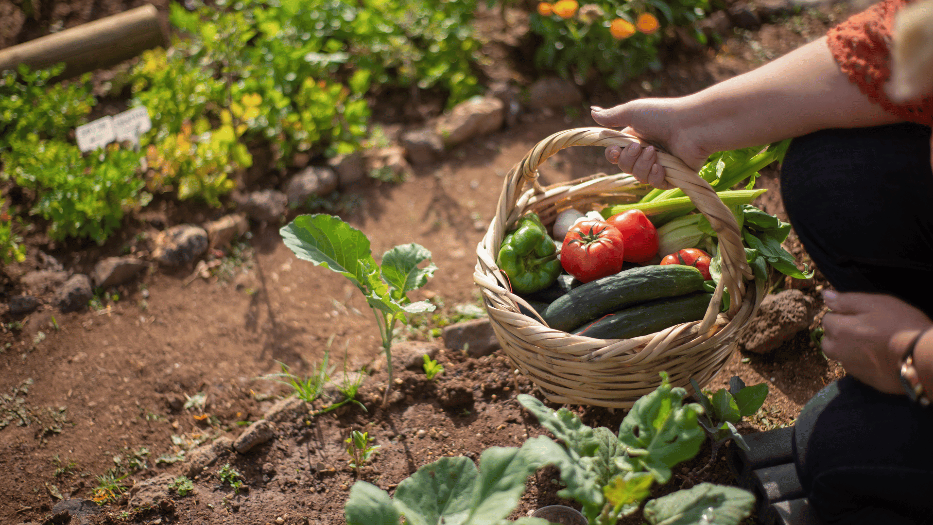 Urban gardening: A practical guide to growing your own food