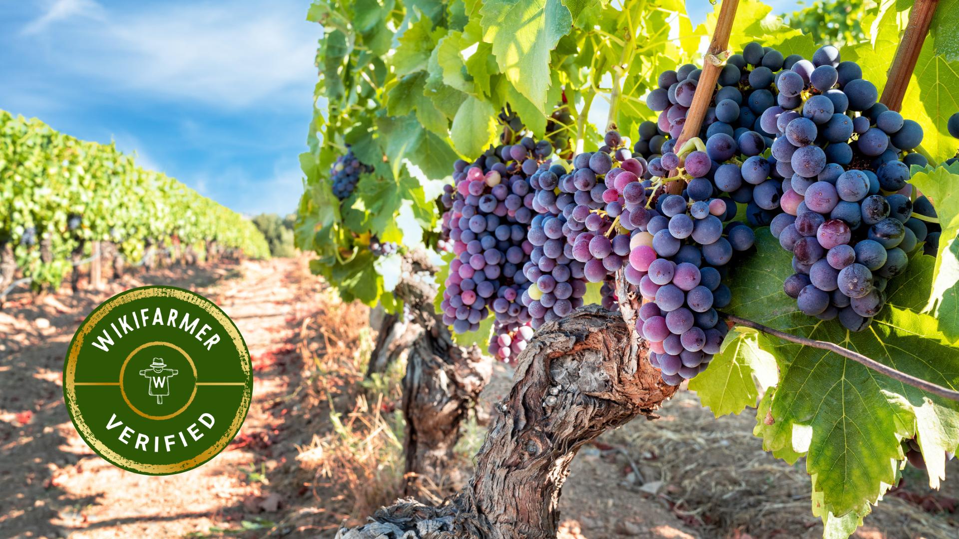 Viticulture Course - Online Winemaking Course