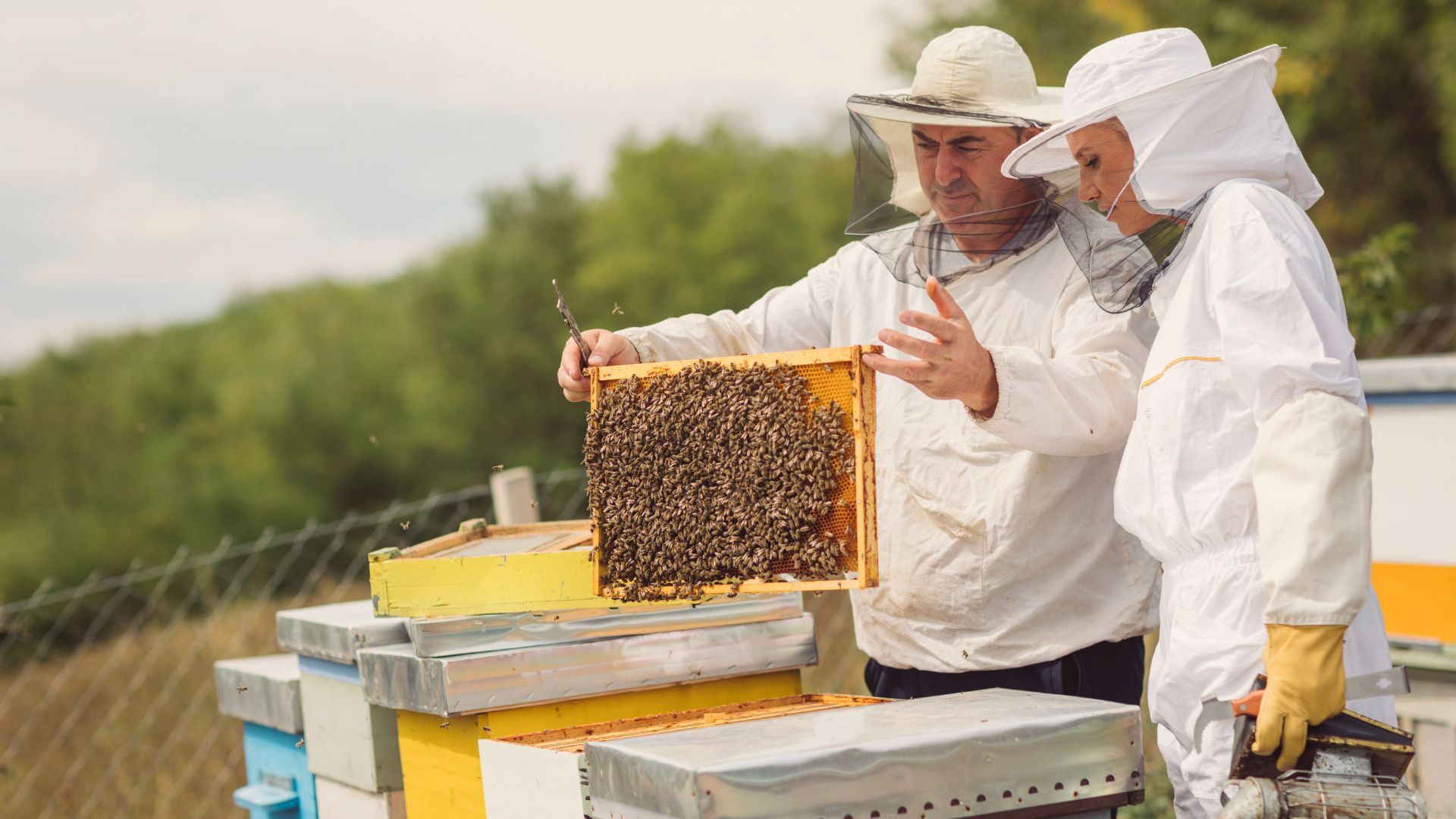 Beekeeping course - Online Agriculture Courses