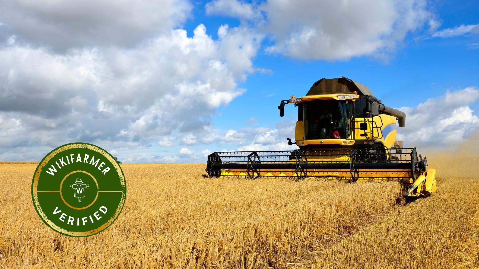 Premium edition: Wheat Production and Market