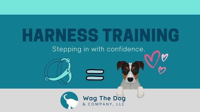 Harness Training