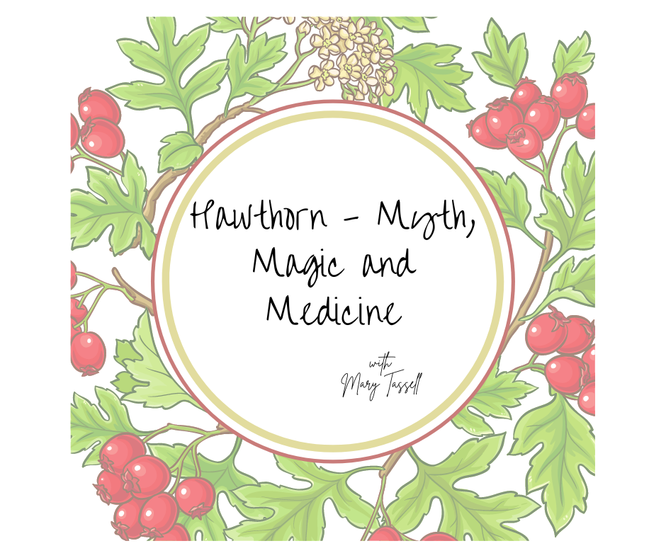 Hawthorn - Myth, Magic and Medicine