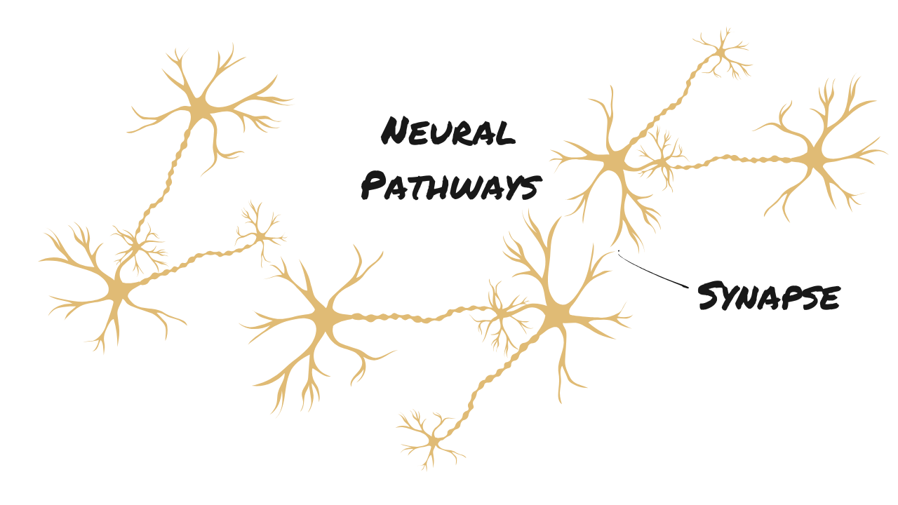 Neuroplasticity: Your Brain’s Ability to Change | Dexter Lam