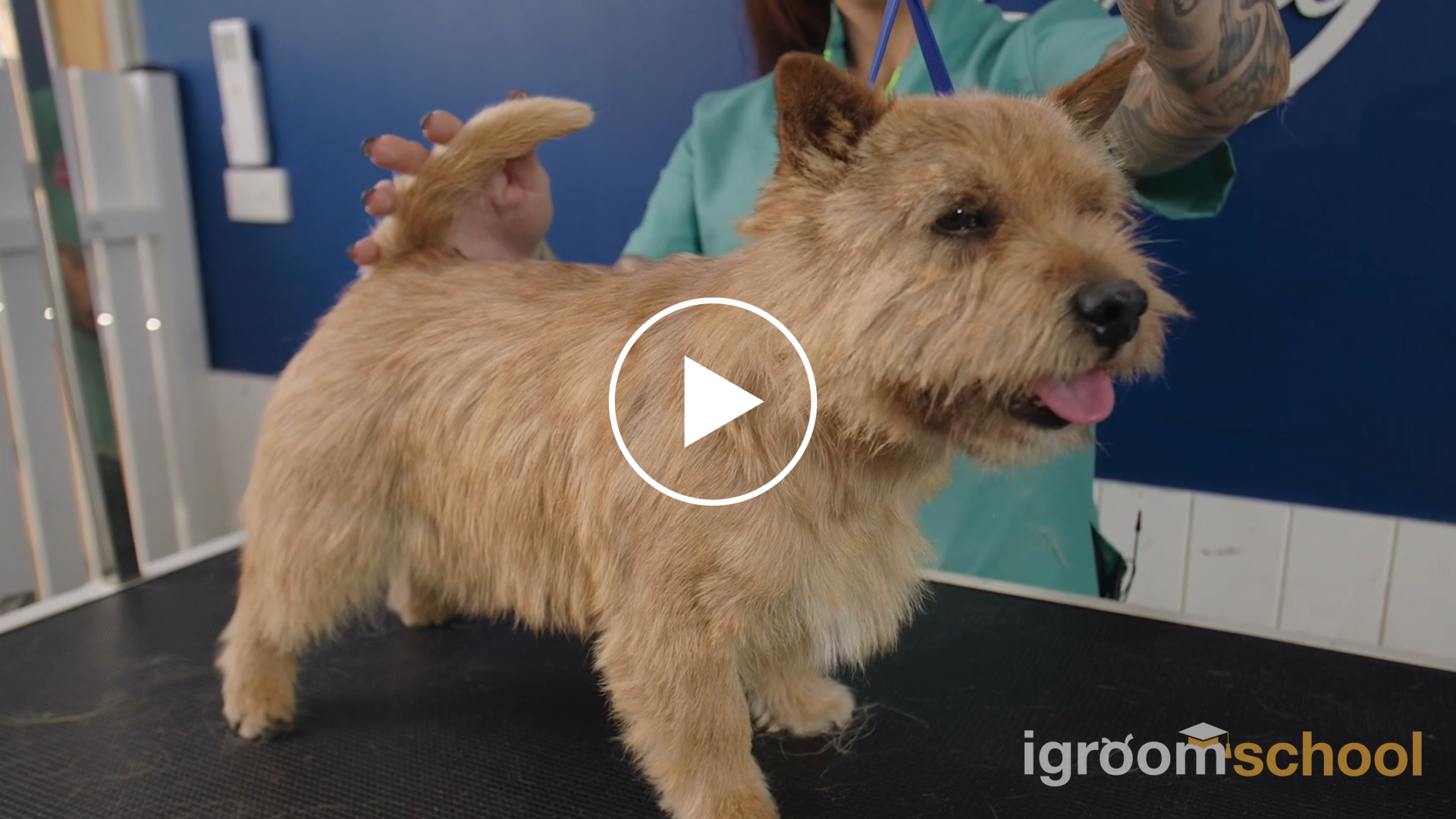 Norwich Terrier Breed Standard Groom with Alicia Fragiadakis