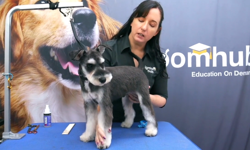 Asian Fusion Groom | Mini Schnauzer | igroomschool