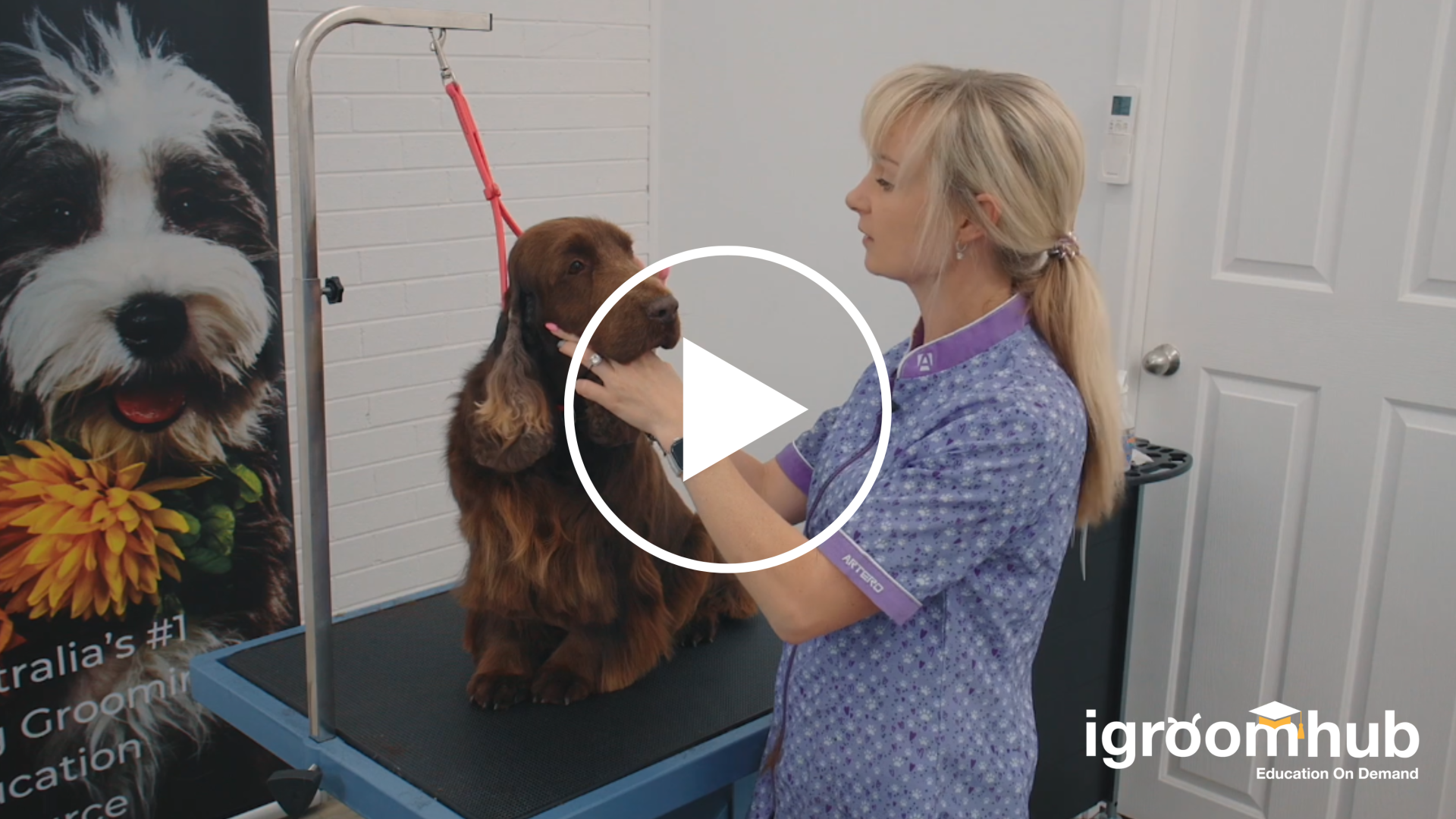 Field Spaniel Breed Standard Groom with Tiarne Perkiss