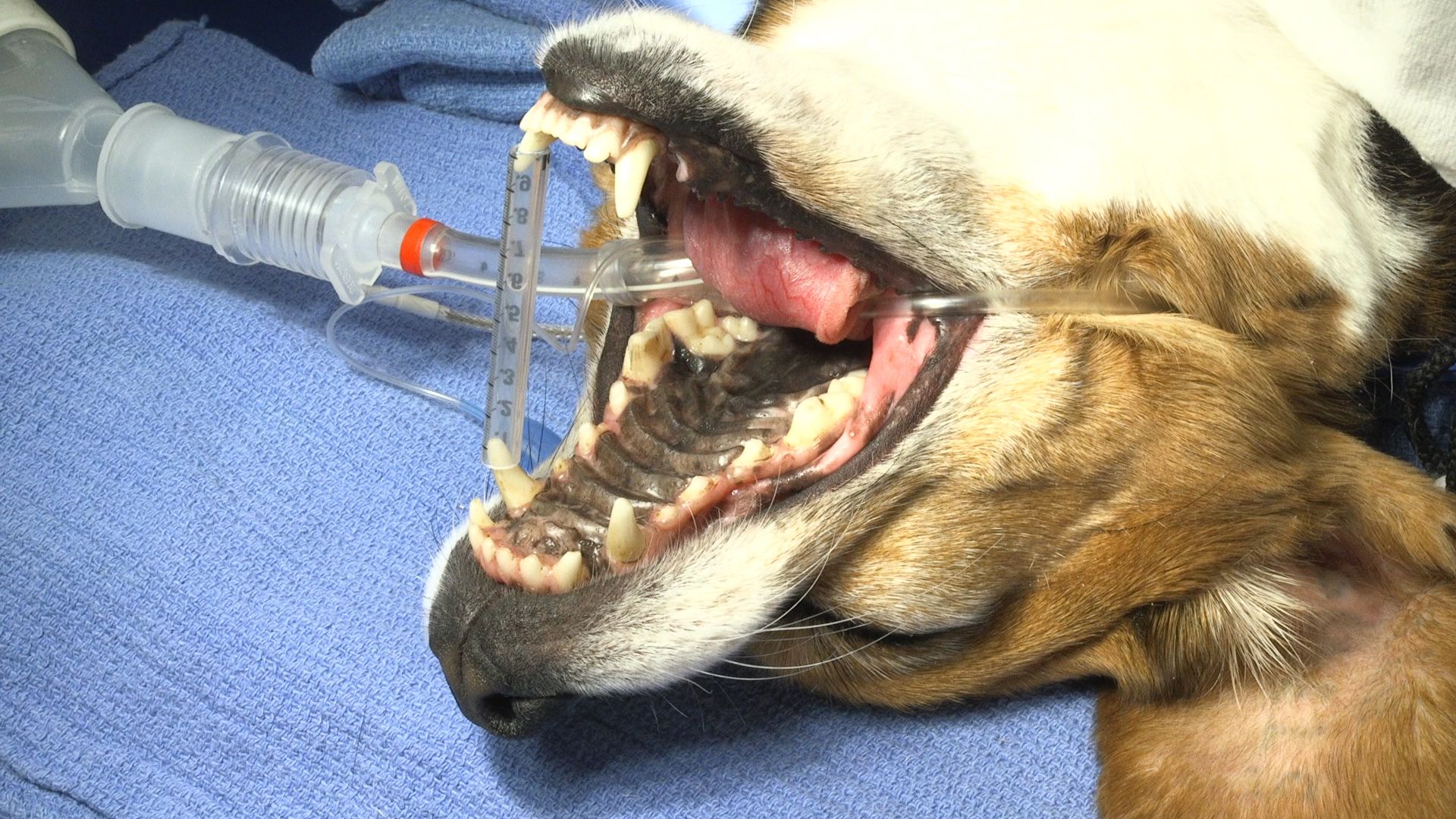 Oral Examination and Periodontal Charting in the Anesthetized Dog and ...