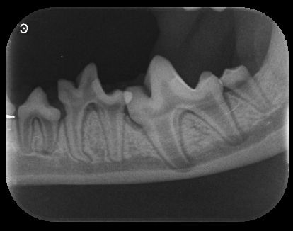 Intraoral Radiology in the Dog (for Technicians, Nurses, Students)
