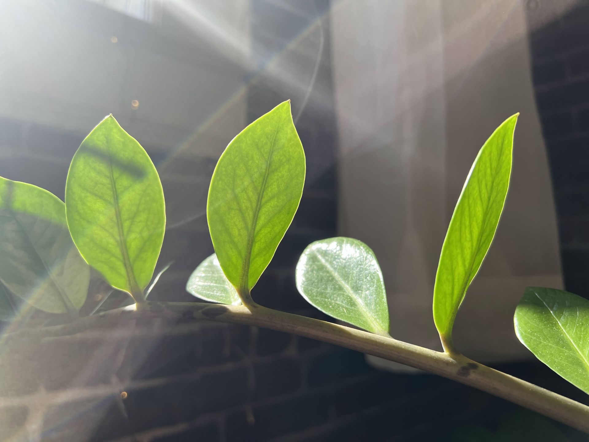 Focus + Calm ~ Foundations of Mindfulness Course