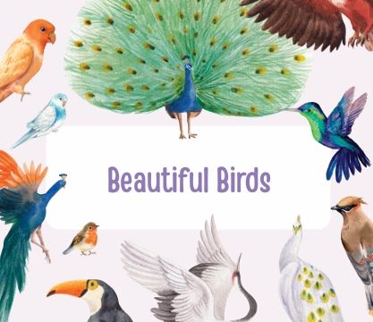 5D Lesson 4: Beautiful Birds
