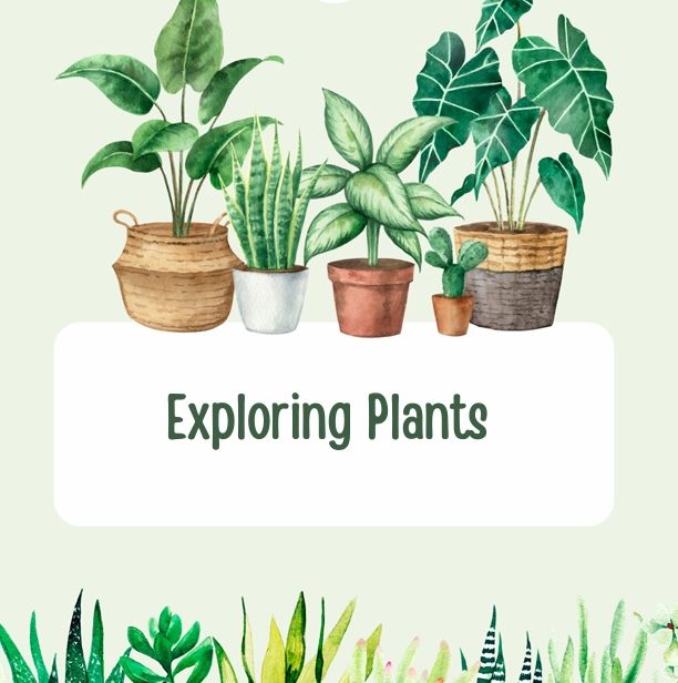 5D Lesson 11: Exploring Plants